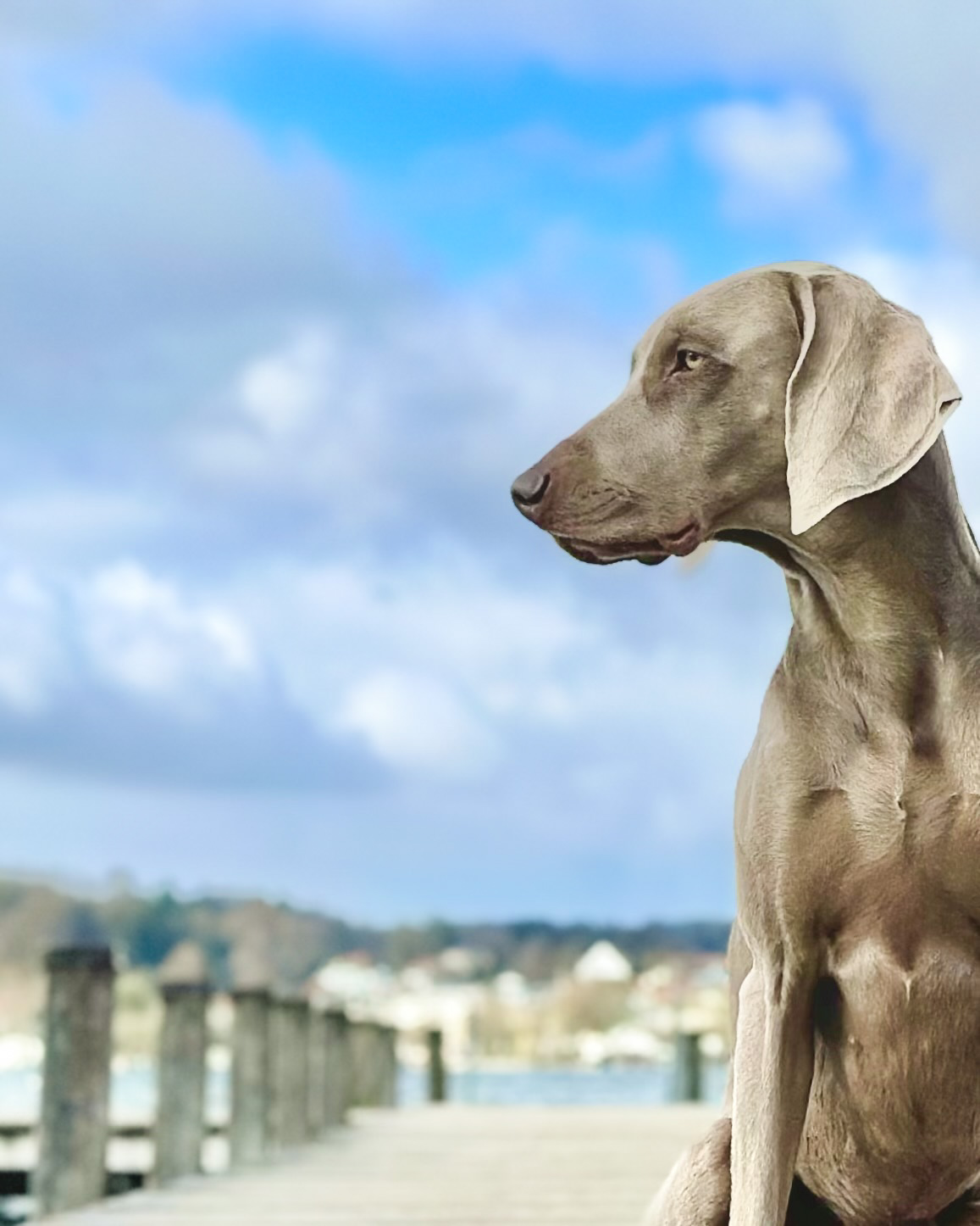 Einzelstunde - Dog Performance
